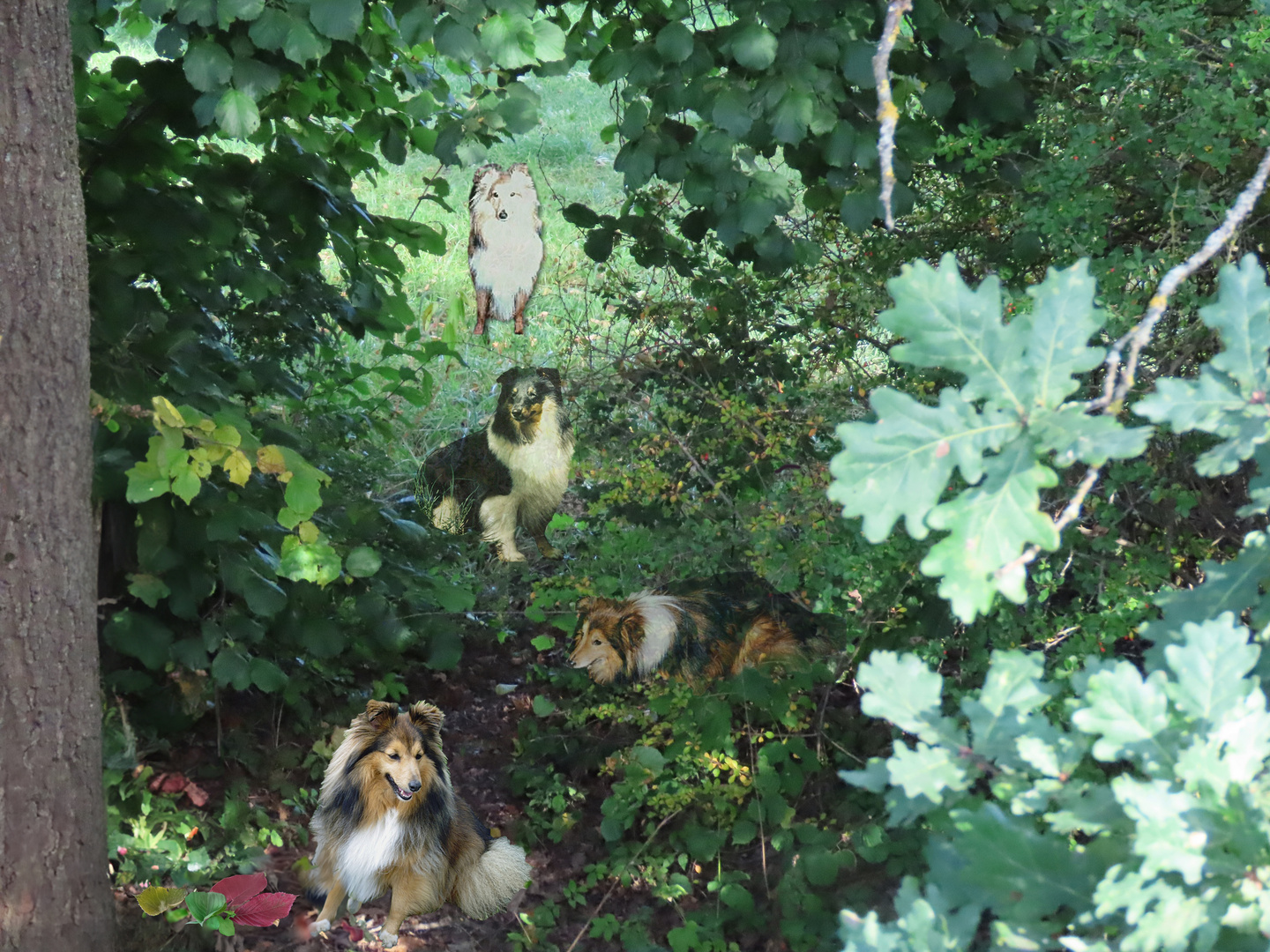 Mein Kleeblatt... *-* Foto & Bild | spezial, outdoor, hunde Bilder auf fotocommunity