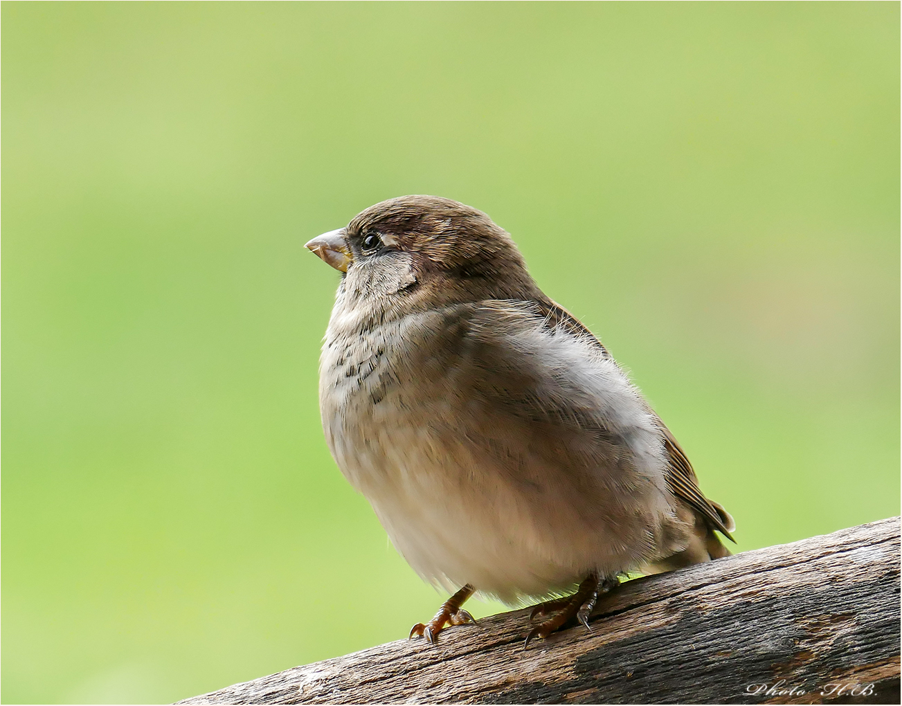 Mein kleiner Freund - der SPATZ Foto & Bild | natur, singvogel ...