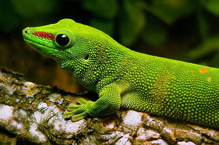 Mein kleiner grüner Gecko Foto & Bild | tiere, zoo, wildpark ...