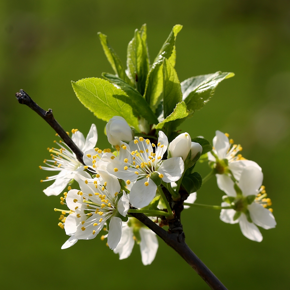 Mein kleiner Zwetschgenbaum Foto & Bild | pflanzen, pilze & flechten ...