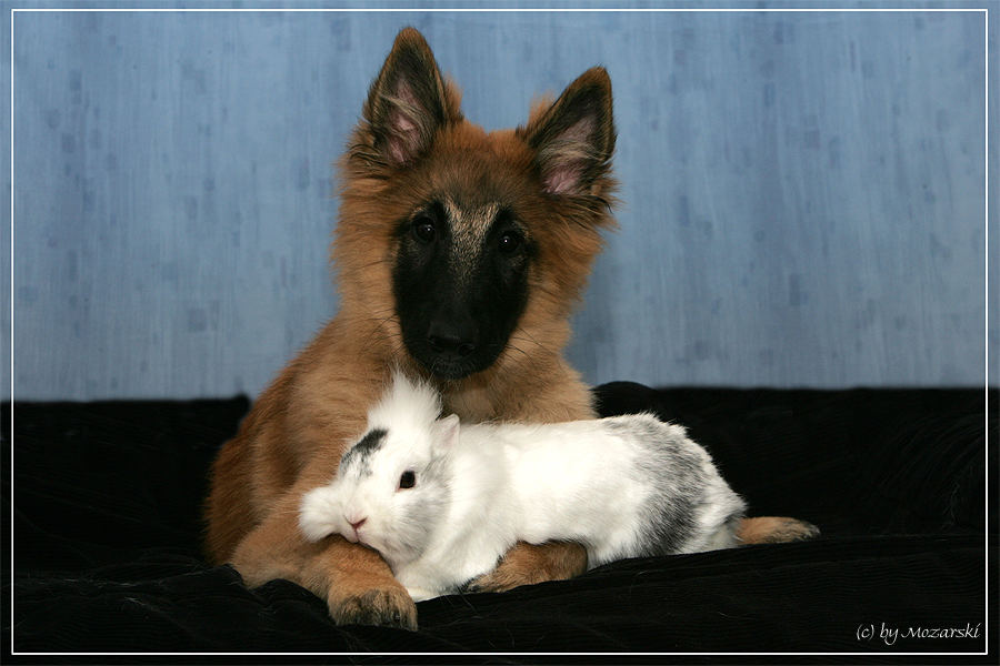 MEIN KLEINES HÄSCHEN Foto & Bild | tiere, haustiere, hunde Bilder auf ...