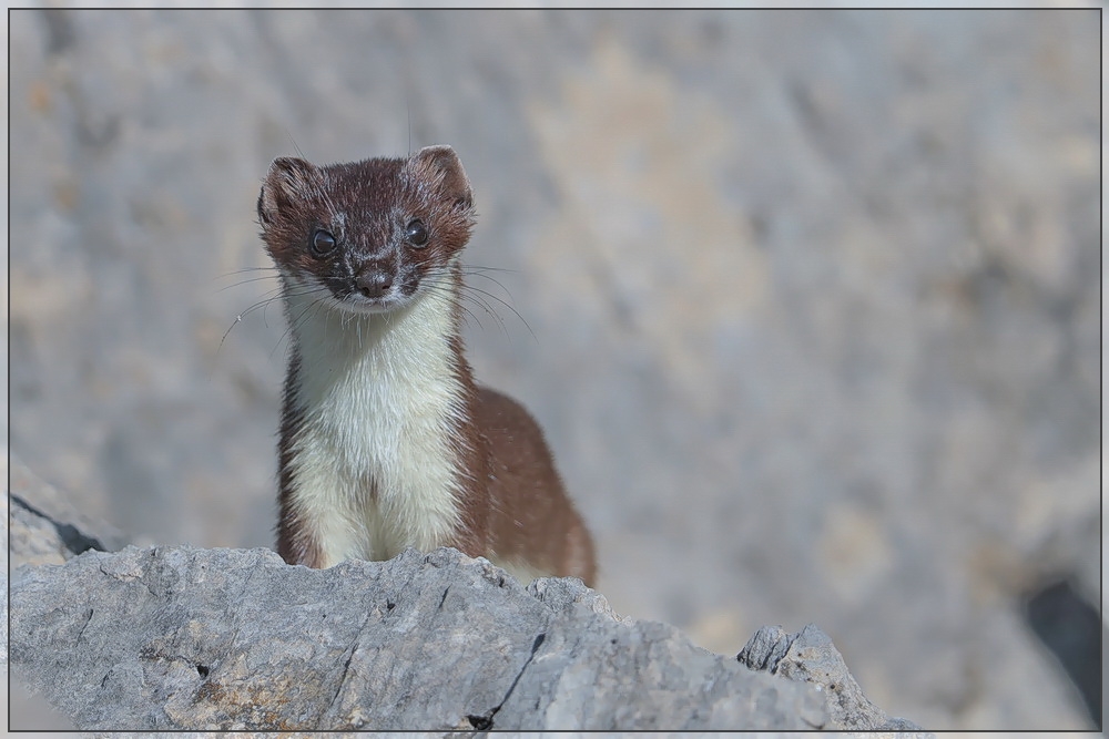 Mein lang ersehnter Hermelin Foto & Bild | säuger und reptilien, natur ...