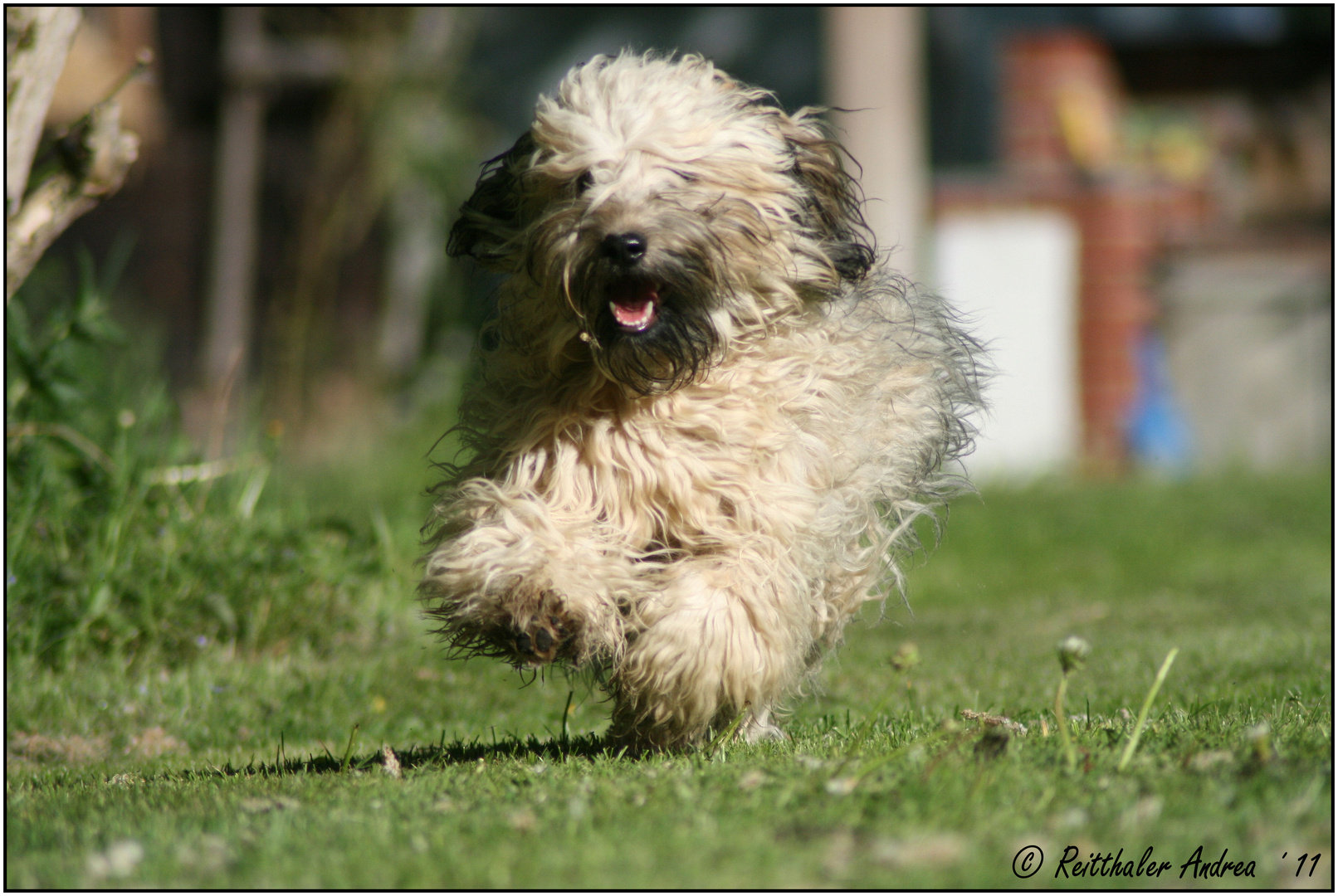 Mein Leo - Schafpudel/Pumi-Mix Foto & Bild | tiere, haustiere, hunde ...
