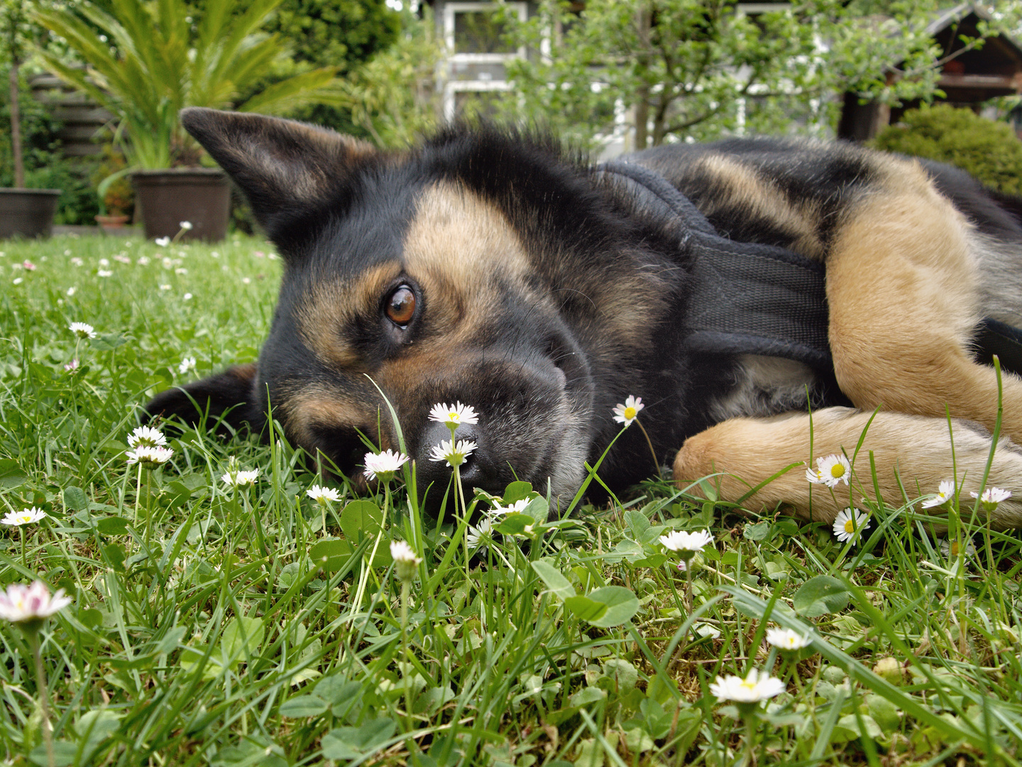 Mein lieber Freund, Rolf † Foto & Bild | tiere, haustiere, hunde Bilder ...
