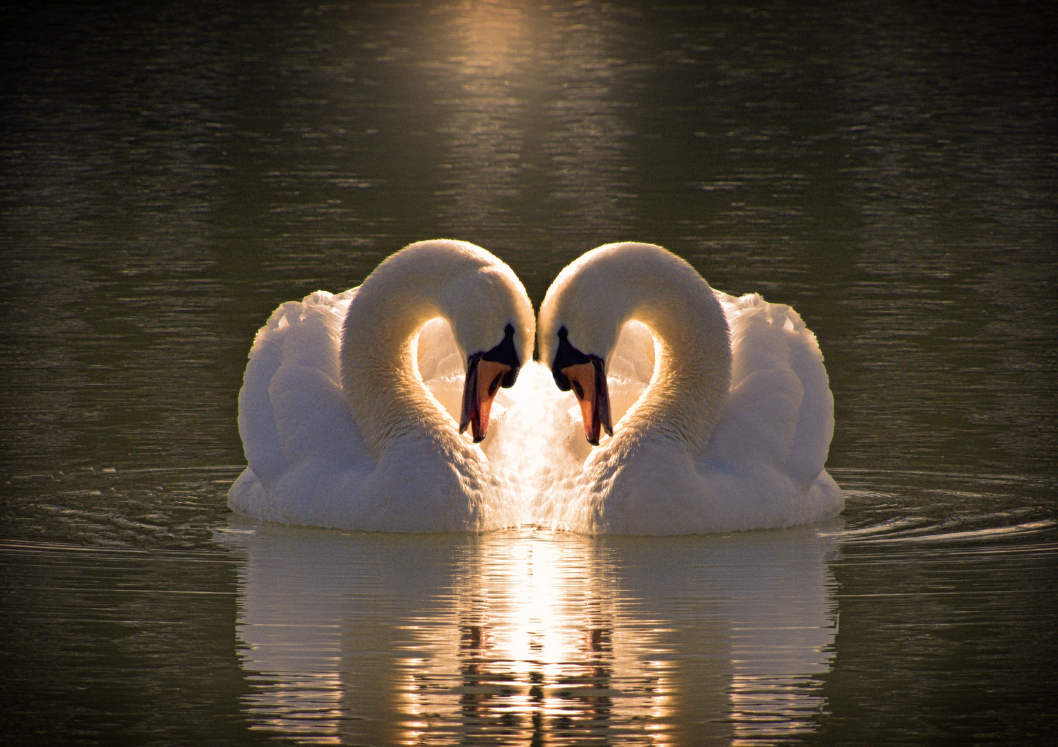 Mein lieber Schwan Foto & Bild | sonnenuntergang, wasser, liebe Bilder auf fotocommunity