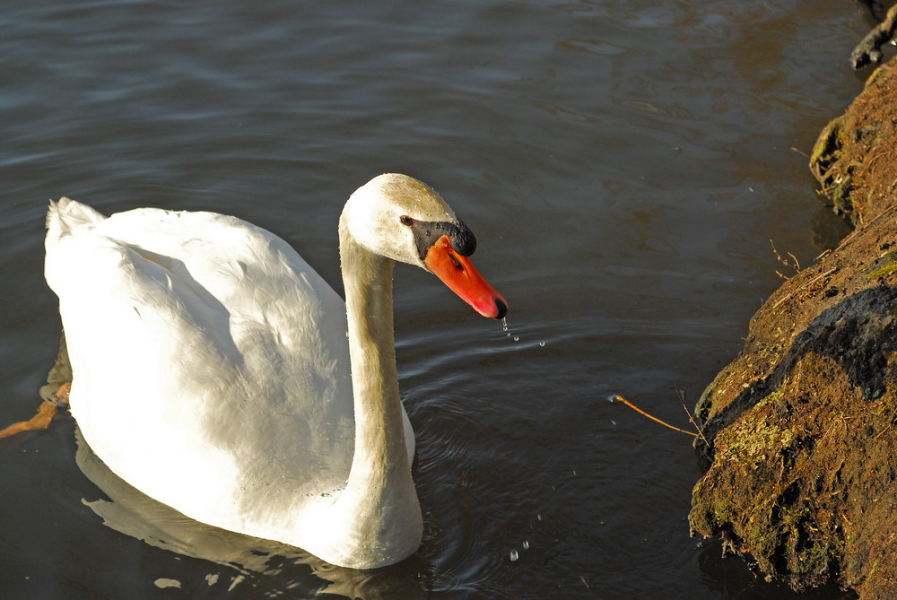 Mein lieber Schwan Foto & Bild | tiere, wildlife, wild lebende vögel Bilder auf fotocommunity