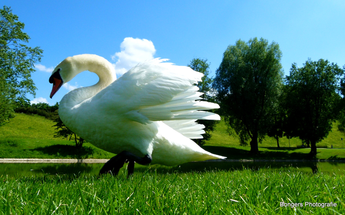 ...mein lieber Schwan... Foto & Bild | tiere, natur Bilder auf fotocommunity