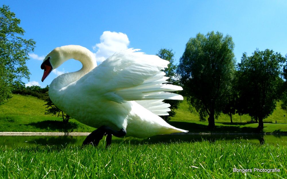 ...mein lieber Schwan... Foto & Bild | tiere, natur Bilder auf fotocommunity