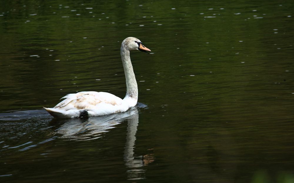 Mein lieber Schwan Foto & Bild | spezial, natur, landschaft Bilder auf fotocommunity