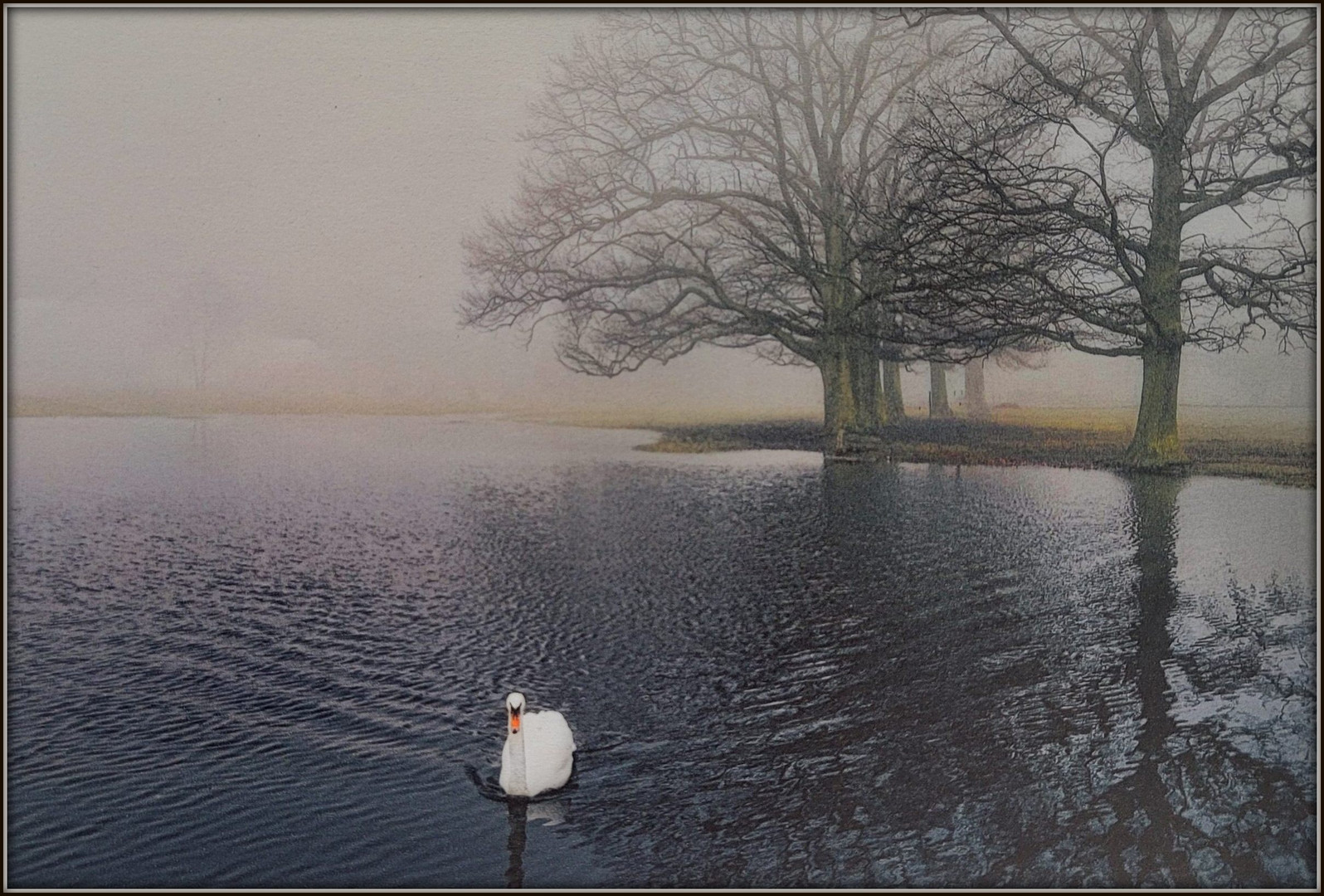 Mein lieber Schwan ... Foto & Bild | tiere, wildlife, wild lebende vögel Bilder auf fotocommunity