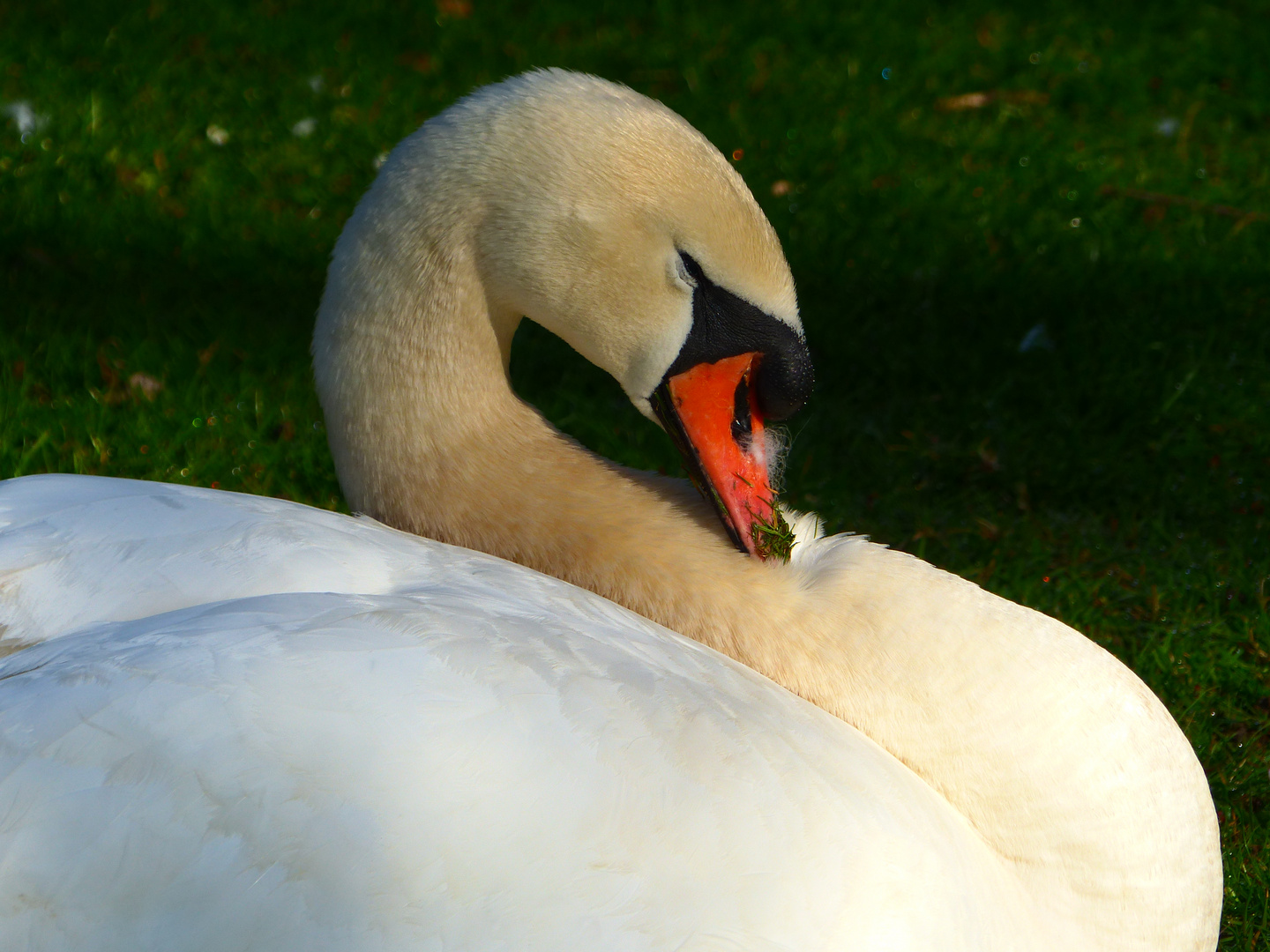 - Mein lieber Schwan - Foto & Bild | tiere, tierdetails, natur Bilder auf fotocommunity