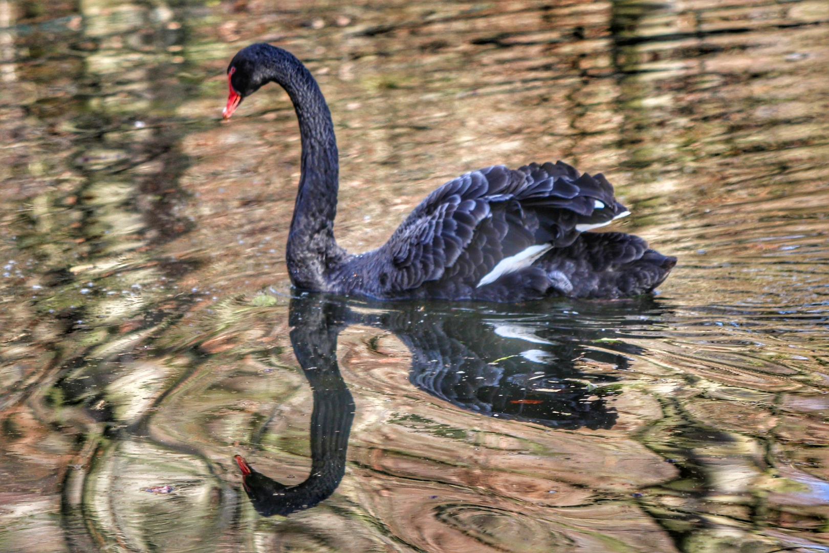 Mein lieber Schwan.. Foto & Bild | projekte, 2 - dienstag ist spiegeltag, thementage Bilder auf ...