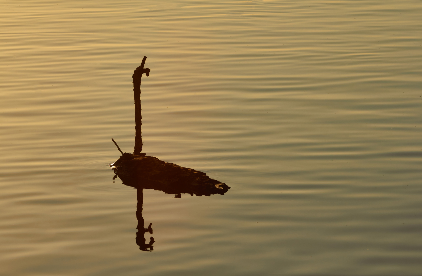Mein lieber Schwan Foto & Bild | spezial, natur, rhein Bilder auf fotocommunity