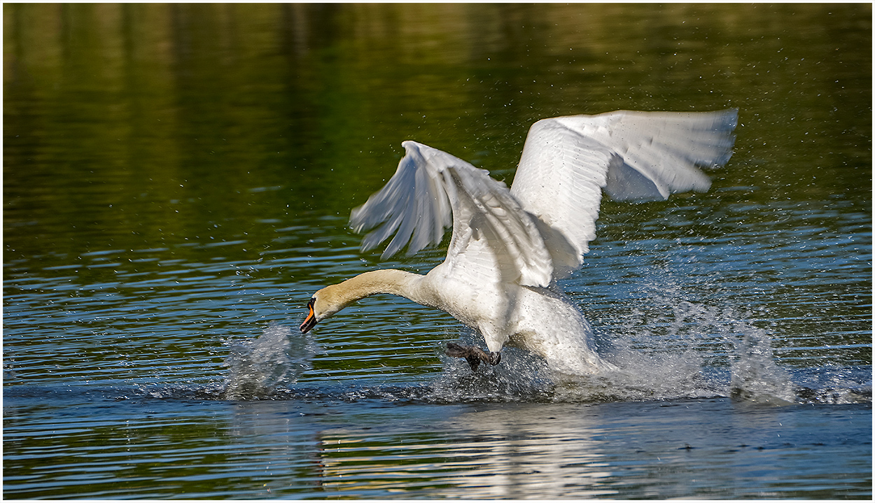 Mein lieber Schwan ! Foto & Bild | tiere, wildlife, wild lebende vögel Bilder auf fotocommunity