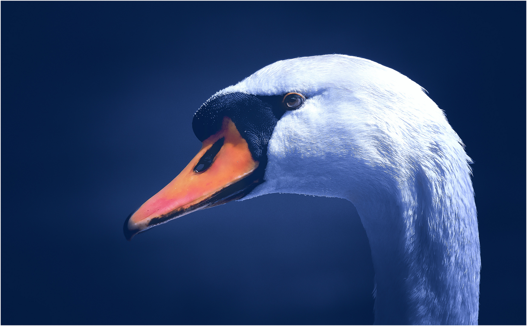 Mein lieber Schwan Foto & Bild | tiere, wildlife, wild lebende vögel Bilder auf fotocommunity