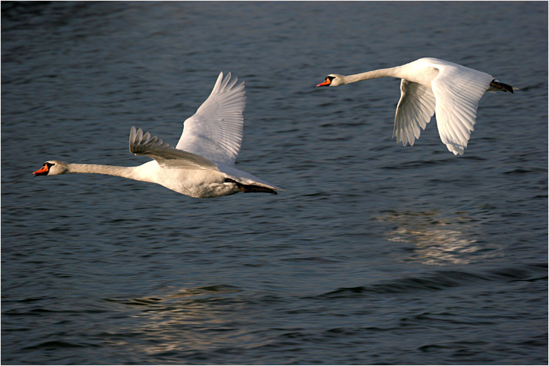 Mein lieber Schwan ... Foto & Bild | tiere, wildlife, wild lebende vögel Bilder auf fotocommunity