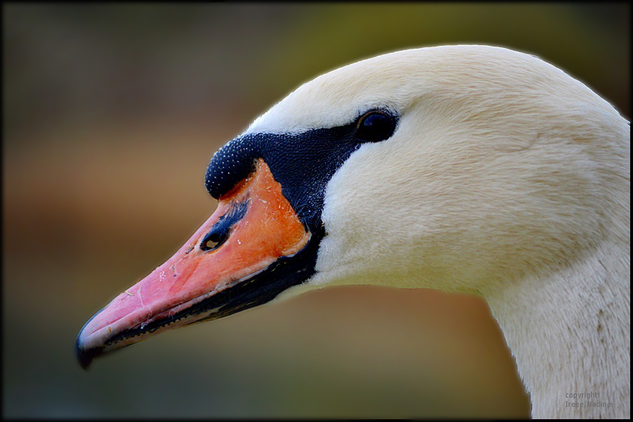 Mein lieber Schwan... Foto & Bild | tiere, wildlife, wild lebende vögel Bilder auf fotocommunity