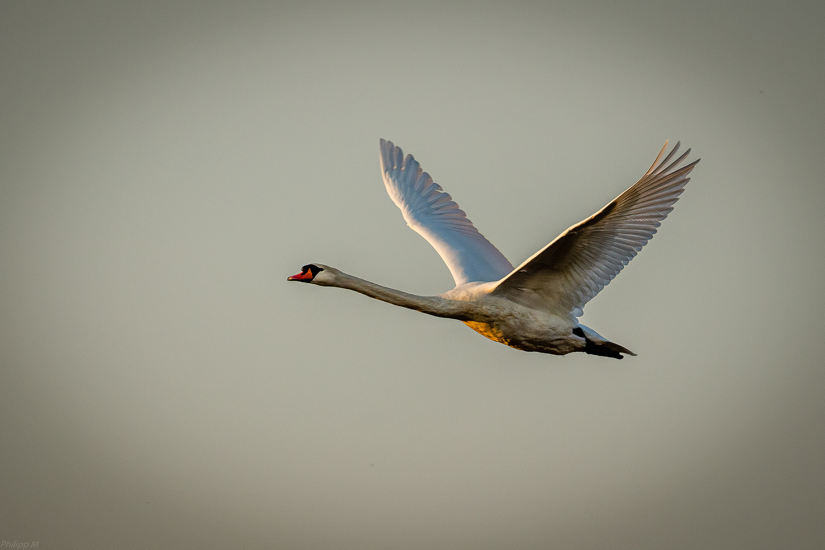 Mein lieber Schwan… Foto & Bild | natur, tiere, enten Bilder auf fotocommunity