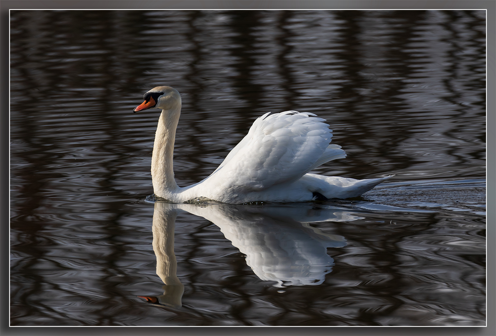 mein lieber Schwan Foto & Bild | deutschland, europe, hessen Bilder auf fotocommunity