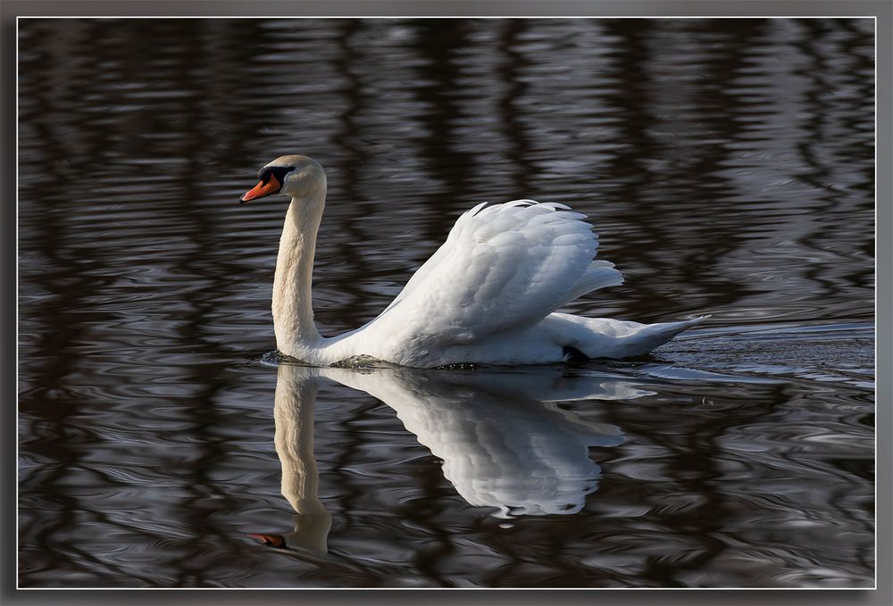 mein lieber Schwan Foto & Bild | deutschland, europe, hessen Bilder auf fotocommunity