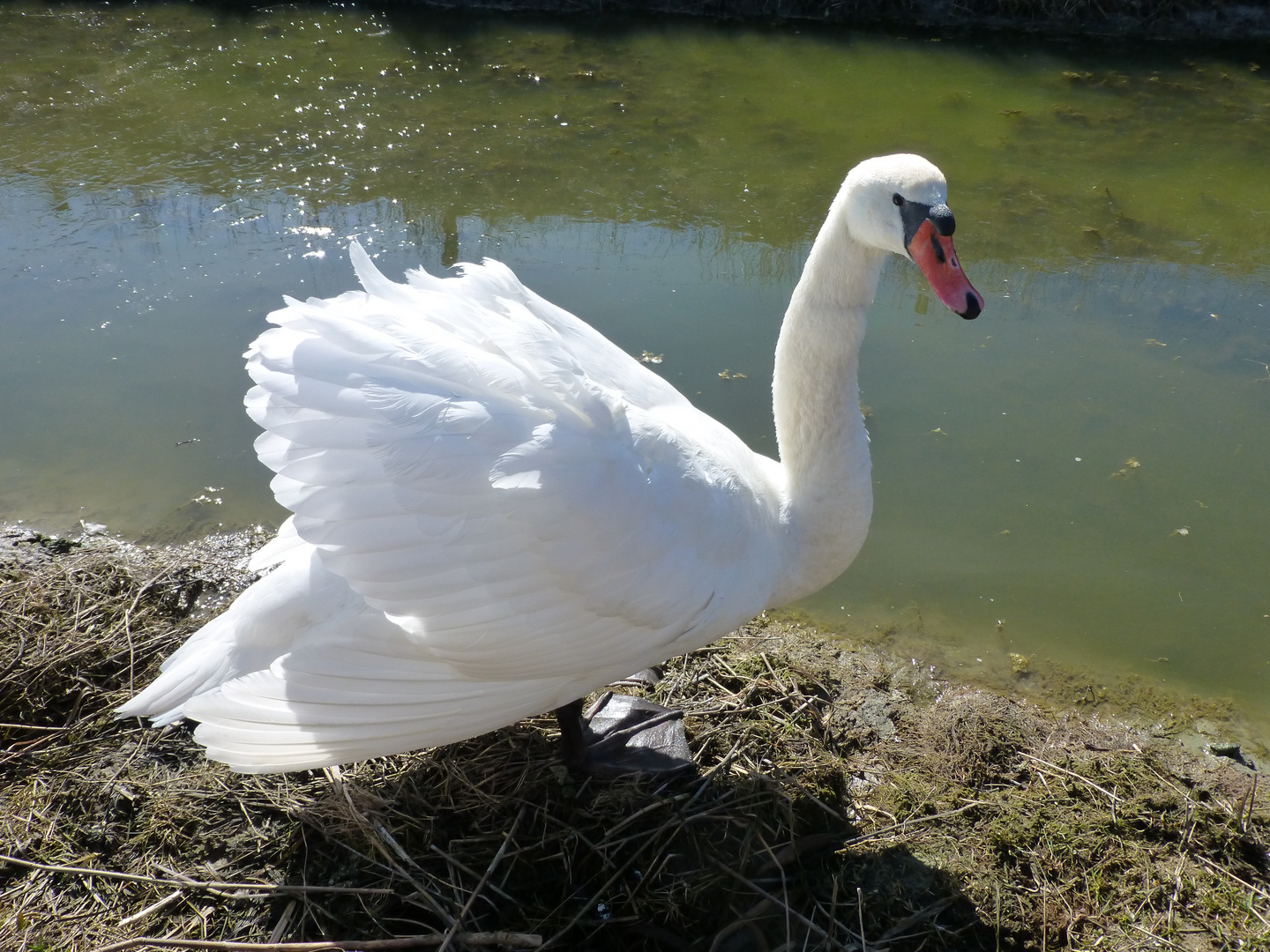 Mein lieber Schwan....... Foto & Bild | tiere, wildlife, wild lebende vögel Bilder auf fotocommunity