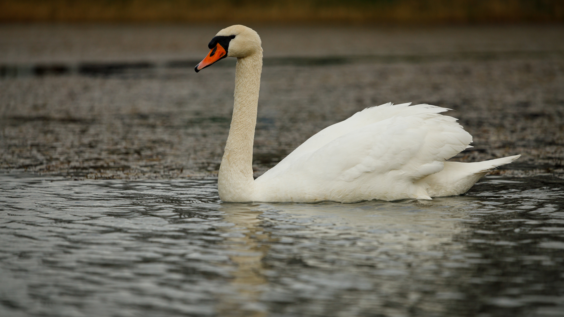 Mein lieber Schwan... Foto & Bild | tiere, wildlife, wild lebende vögel Bilder auf fotocommunity