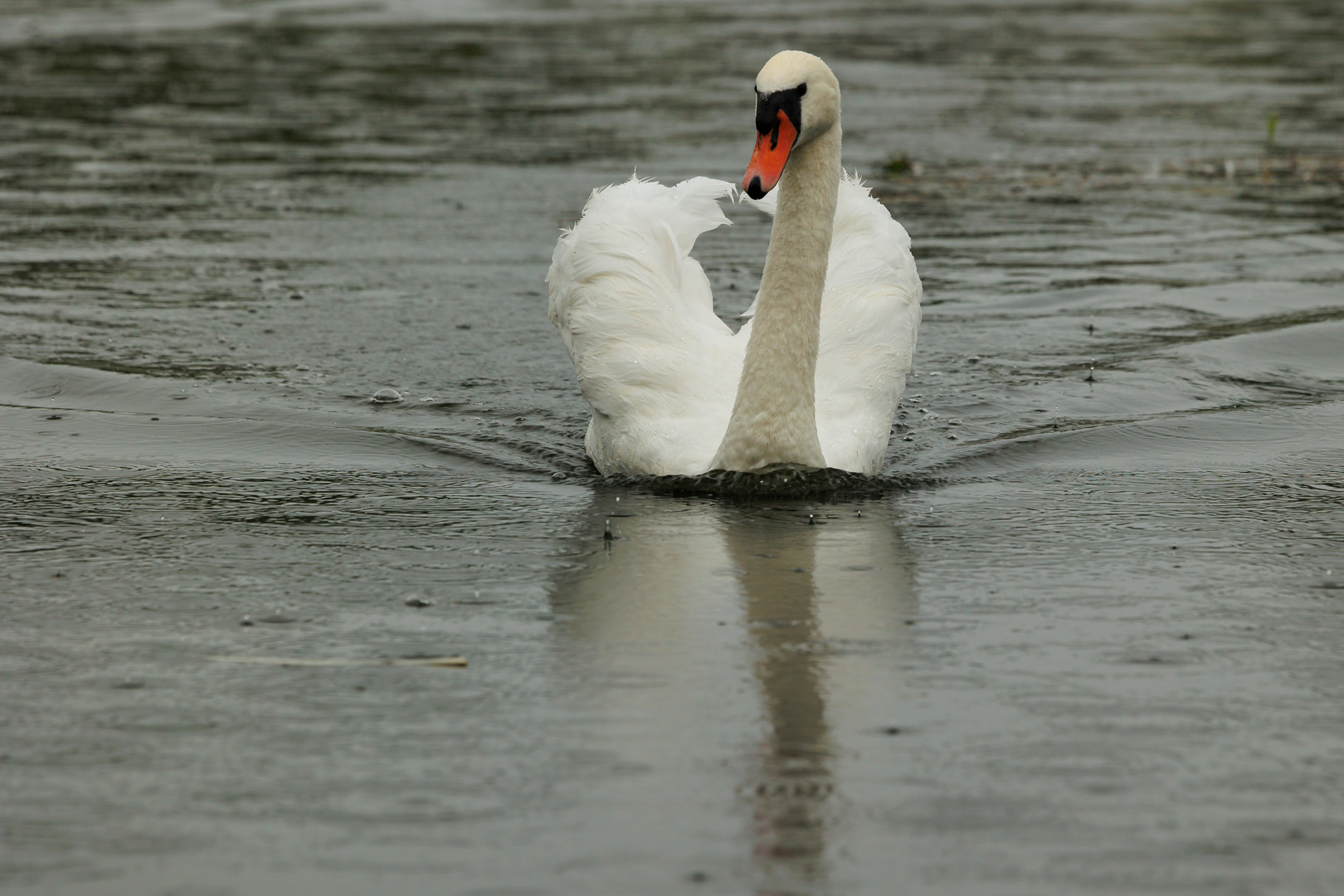 mein lieber Schwan auf dem Weiher Foto & Bild | tiere, wildlife, wild lebende vögel Bilder auf ...