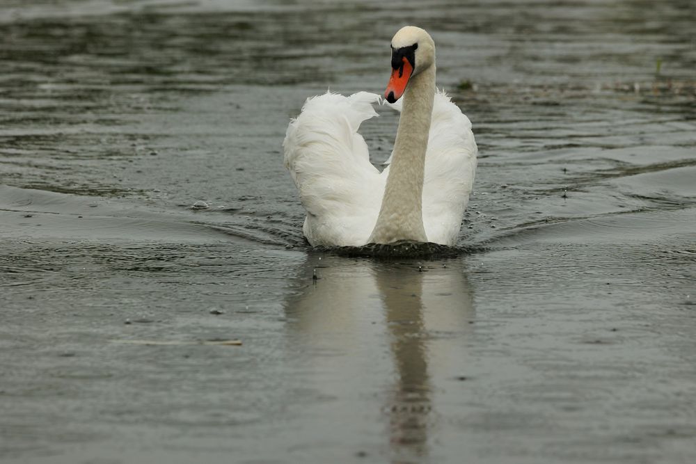 mein lieber Schwan auf dem Weiher Foto & Bild | tiere, wildlife, wild lebende vögel Bilder auf ...
