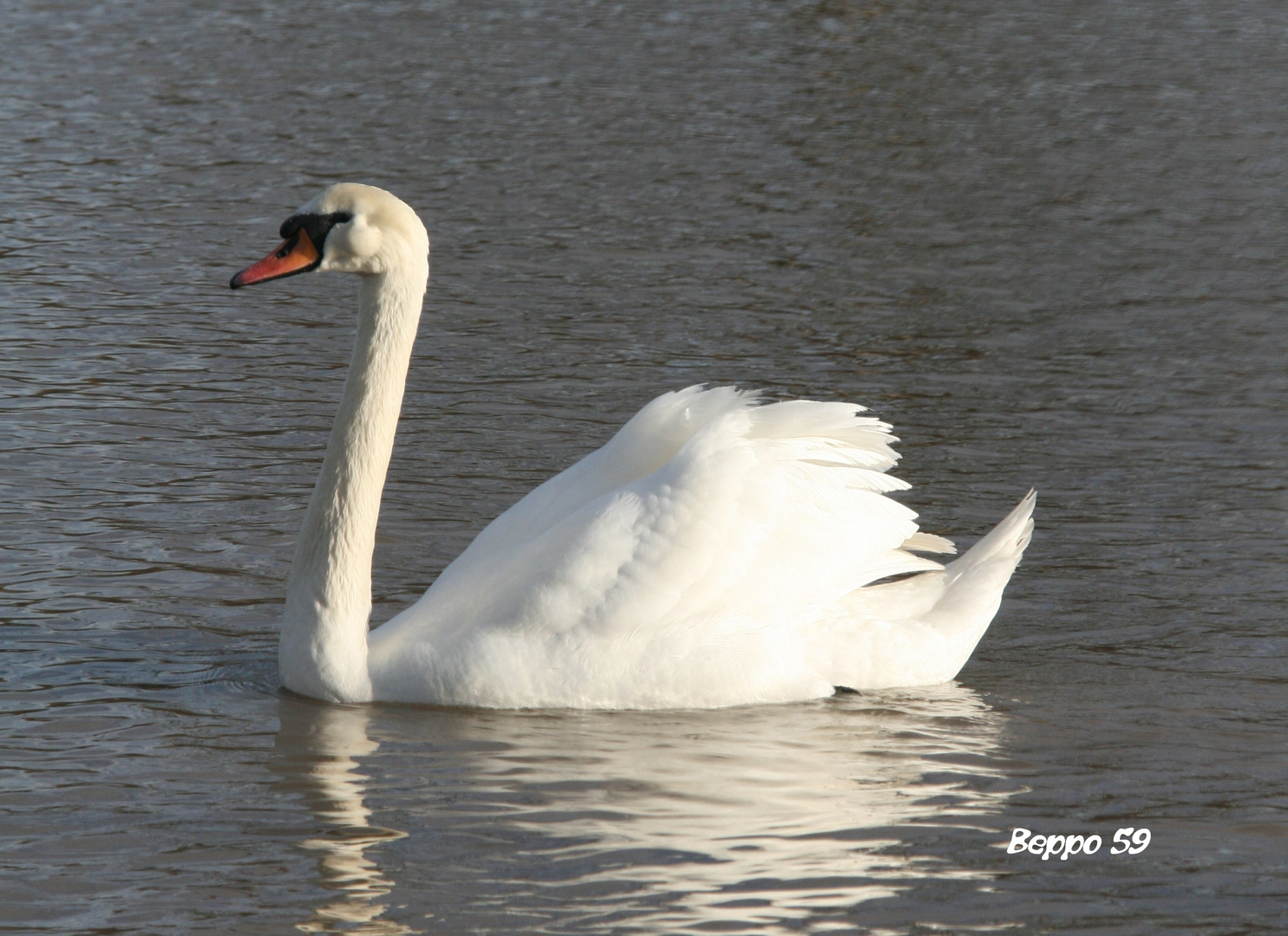 Mein lieber Schwan Foto & Bild | tiere, wildlife, wild lebende vögel Bilder auf fotocommunity