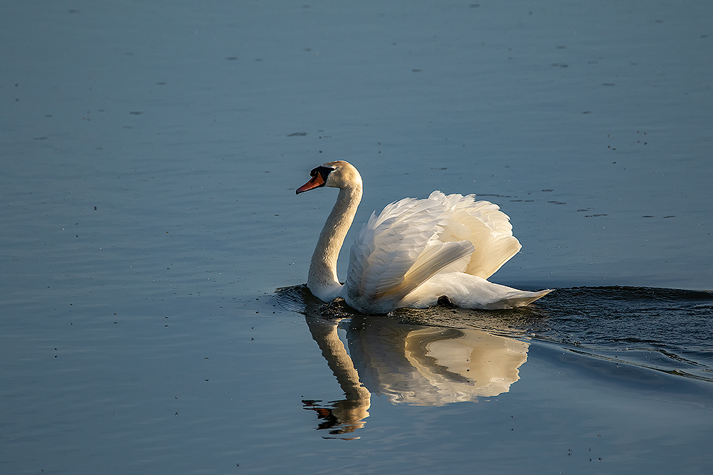 Mein-lieber-Schwan Foto & Bild | tiere, wildlife, wild lebende vögel Bilder auf fotocommunity