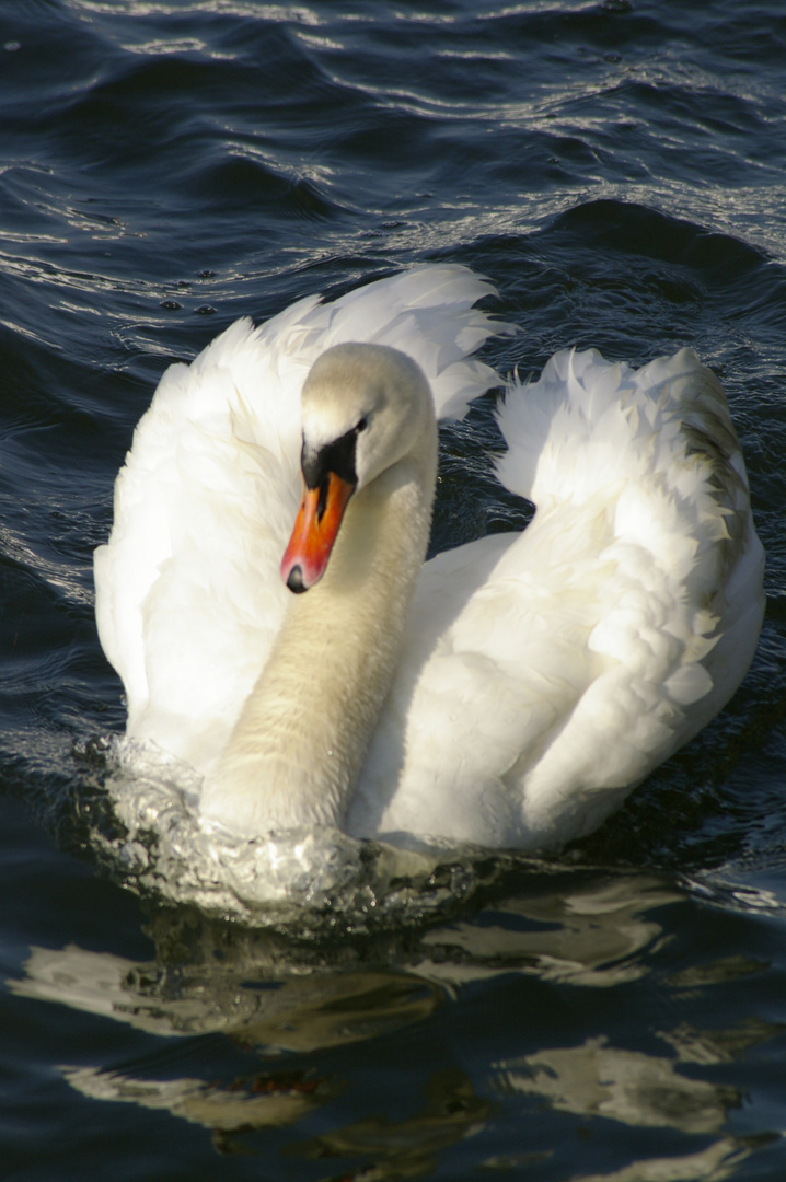Mein lieber Schwan Foto & Bild | tiere, natur Bilder auf fotocommunity