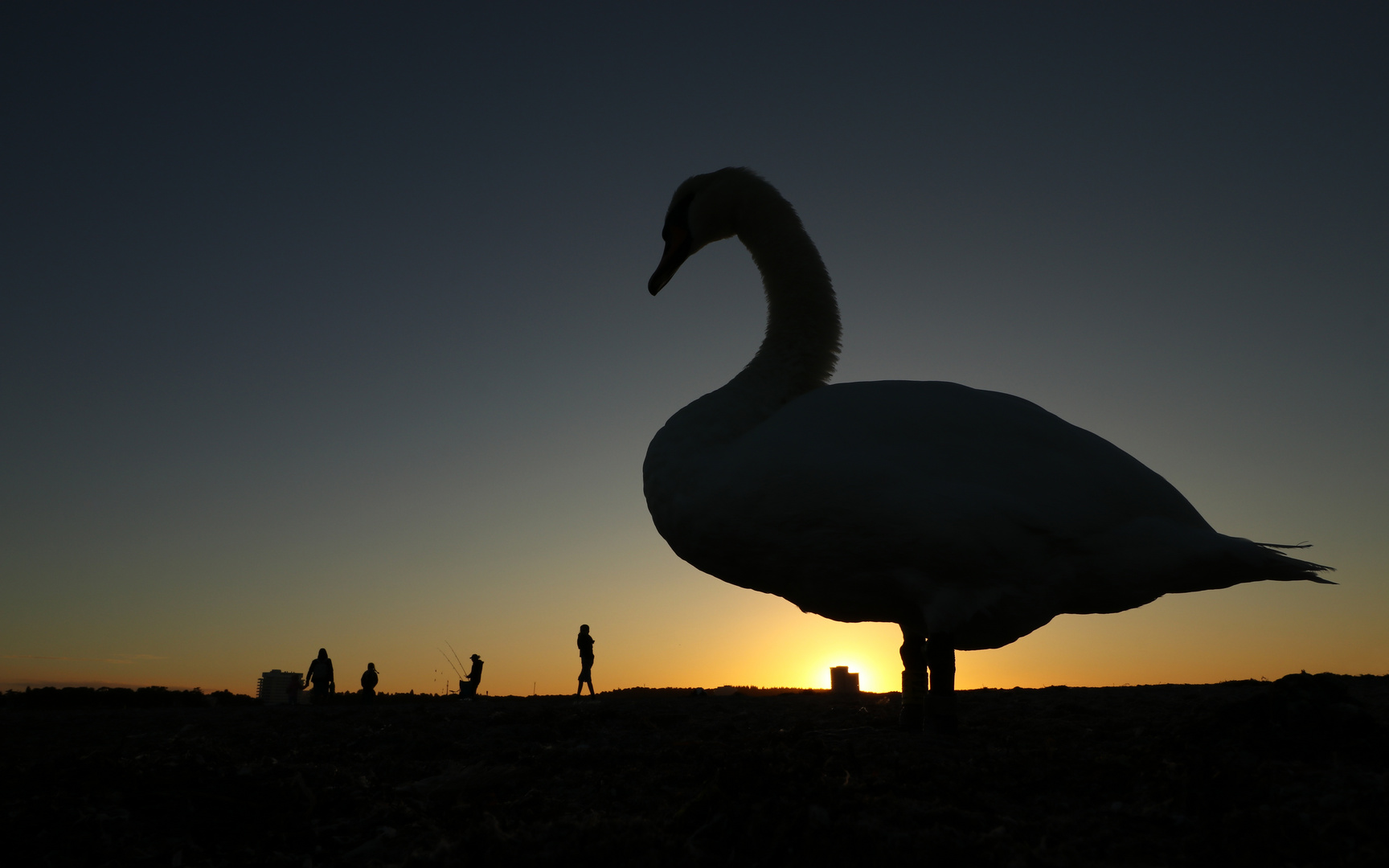 Mein lieber Schwan... Foto & Bild | spezial, sonnenuntergang, sommer Bilder auf fotocommunity