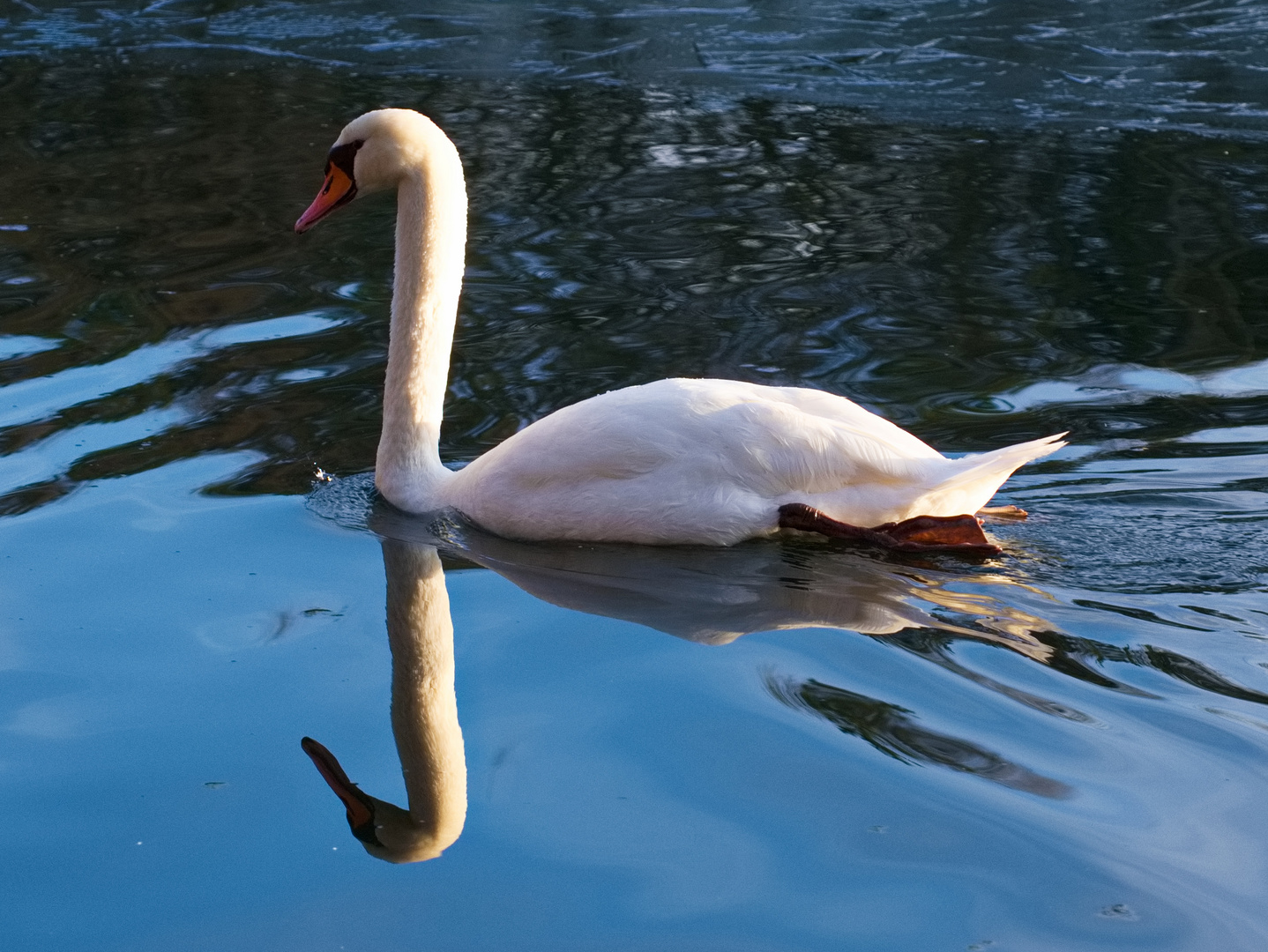 Mein lieber Schwan Foto & Bild | tiere, wildlife, wild lebende vögel Bilder auf fotocommunity