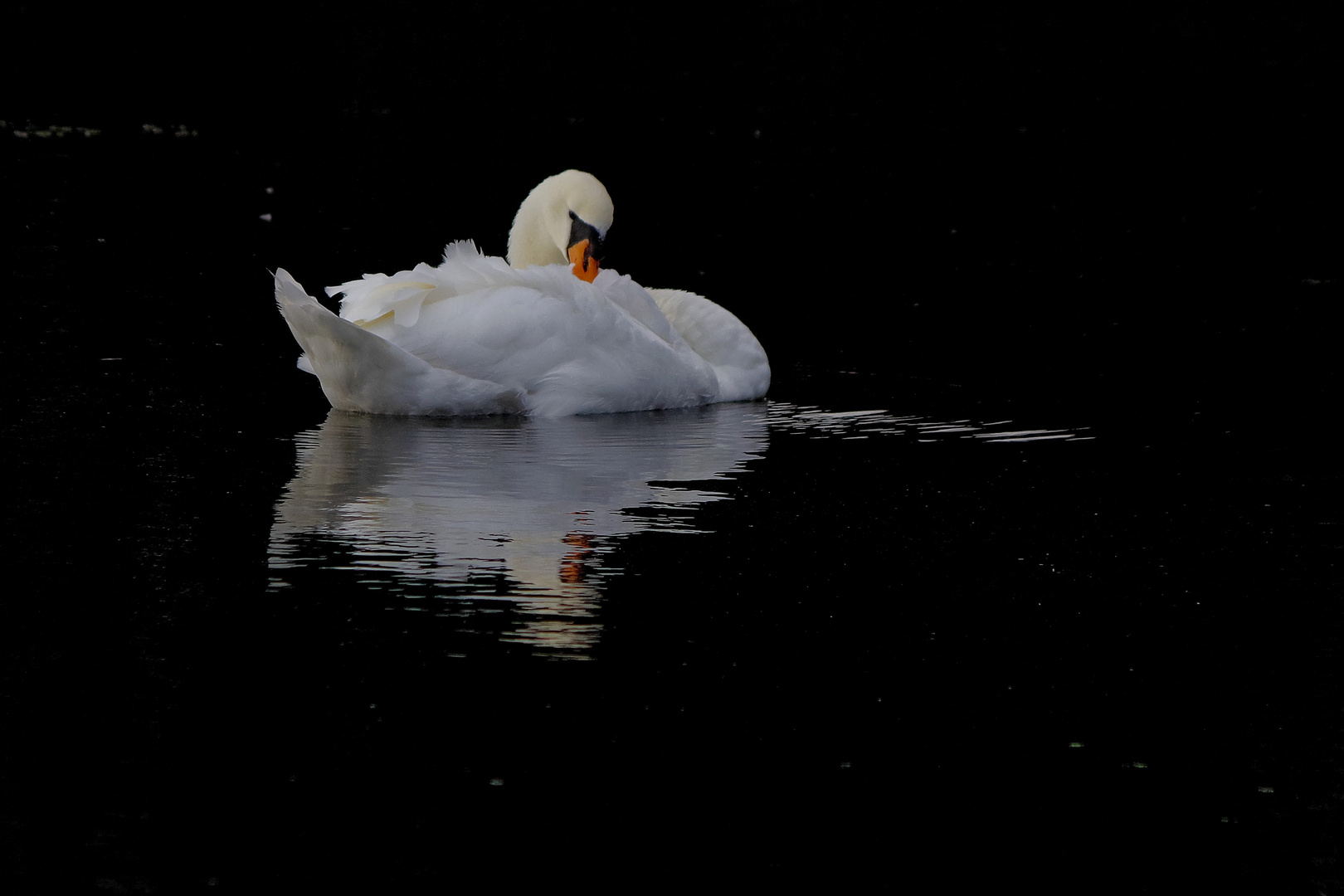 Mein lieber Schwan Foto & Bild | tiere, wildlife, wild lebende vögel Bilder auf fotocommunity