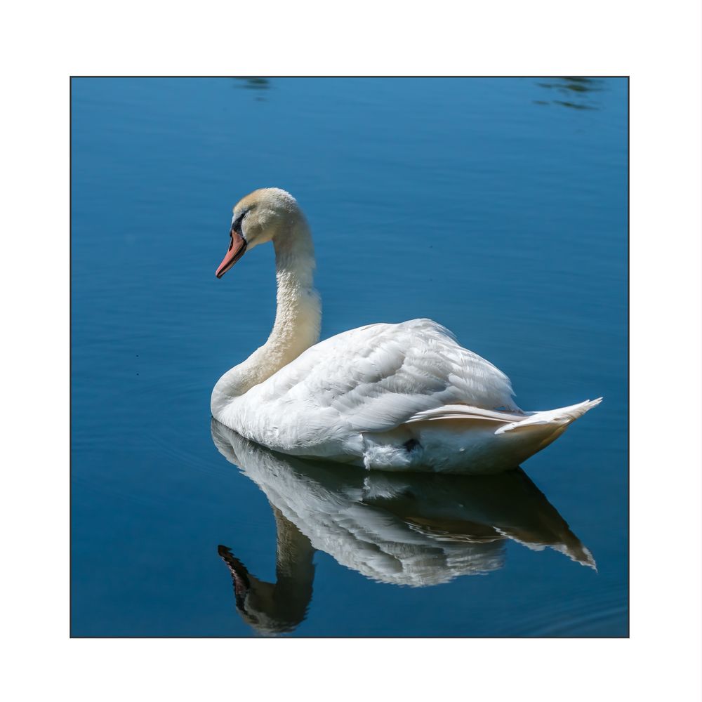 Mein lieber Schwan Foto & Bild | tiere, wildlife, wild lebende vögel Bilder auf fotocommunity