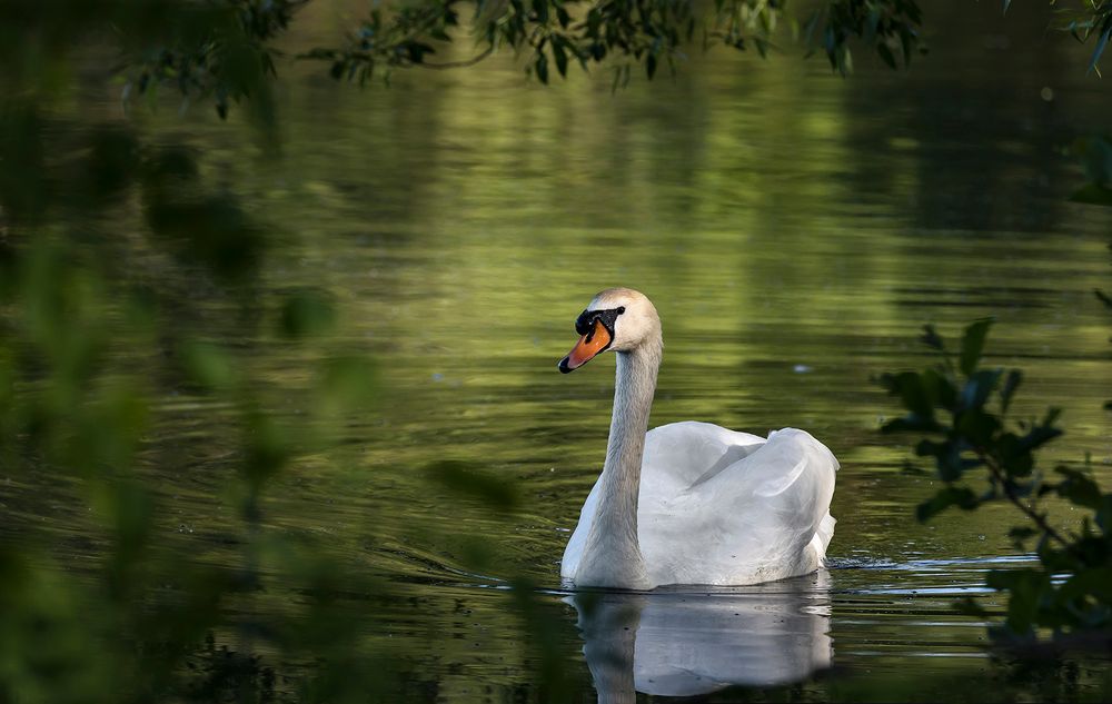 mein lieber Schwan Foto & Bild | tiere, wildlife, wild lebende vögel Bilder auf fotocommunity