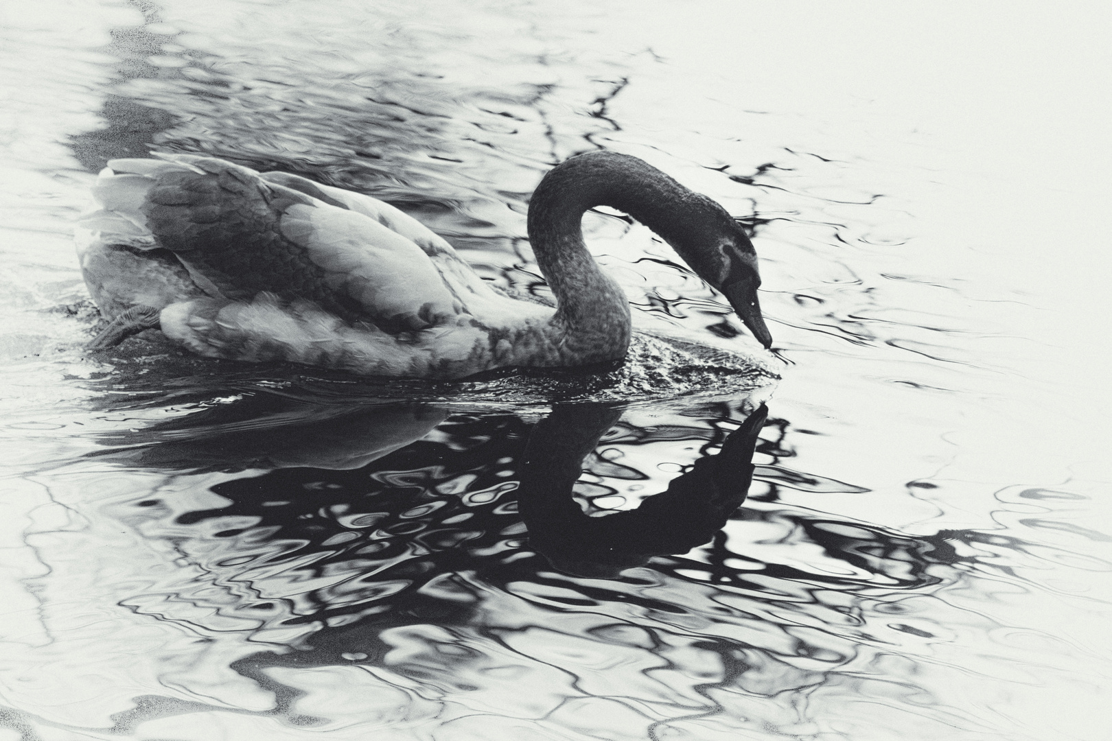 Mein lieber Schwan Foto & Bild | projekte, 2 - dienstag ist spiegeltag, thementage Bilder auf ...