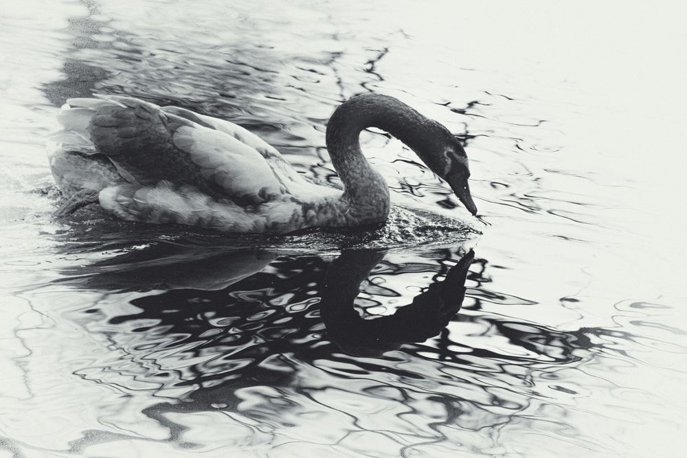 Mein lieber Schwan Foto & Bild | projekte, 2 - dienstag ist spiegeltag, thementage Bilder auf ...