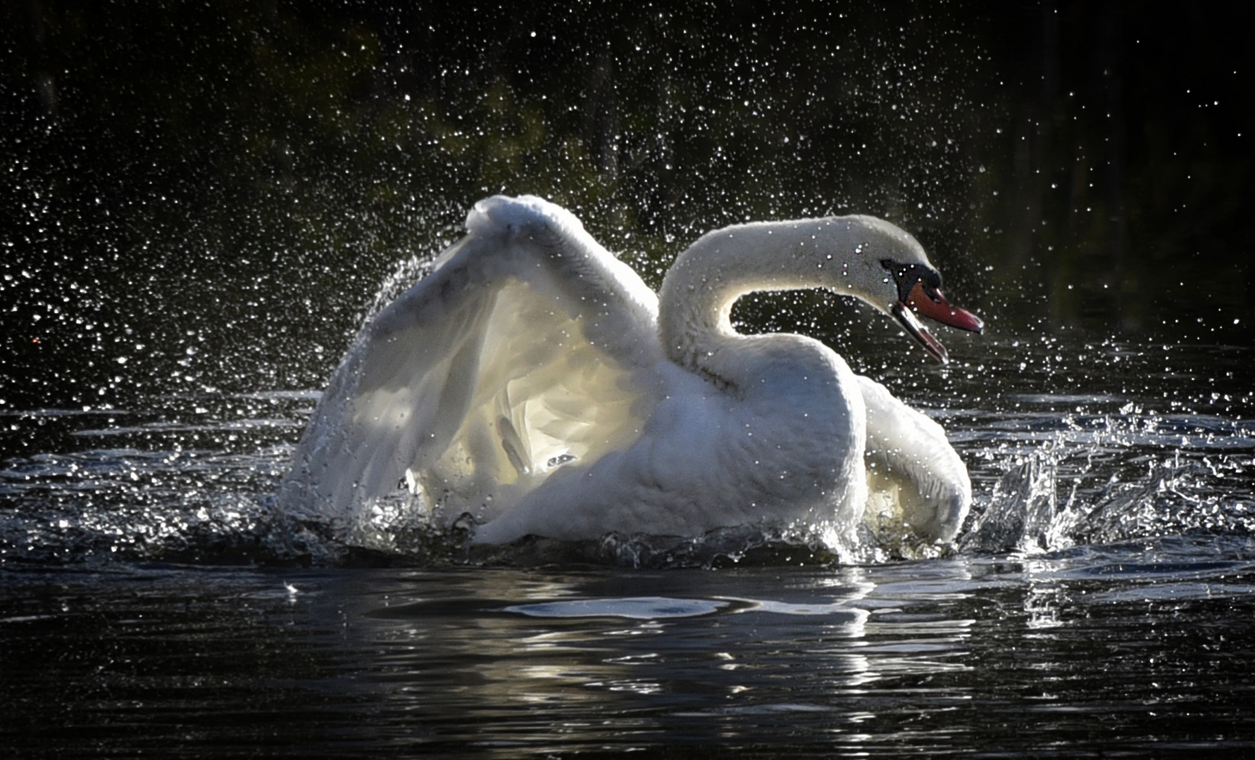 mein lieber Schwan ... ist der grantig Foto & Bild | tiere, wildlife, wasser Bilder auf ...