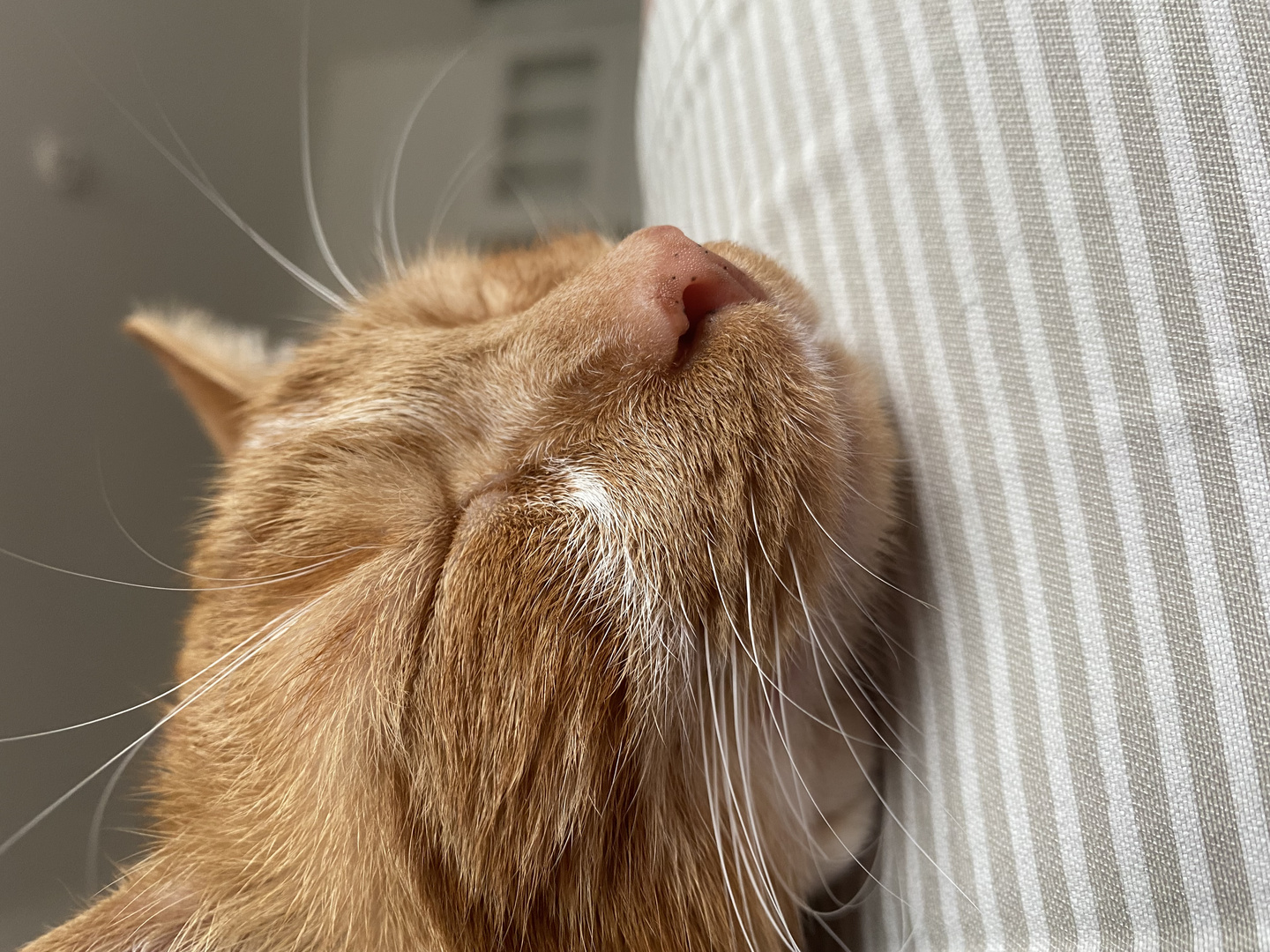 Mein Liebling ???? Foto & Bild | tiere, natur Bilder auf fotocommunity