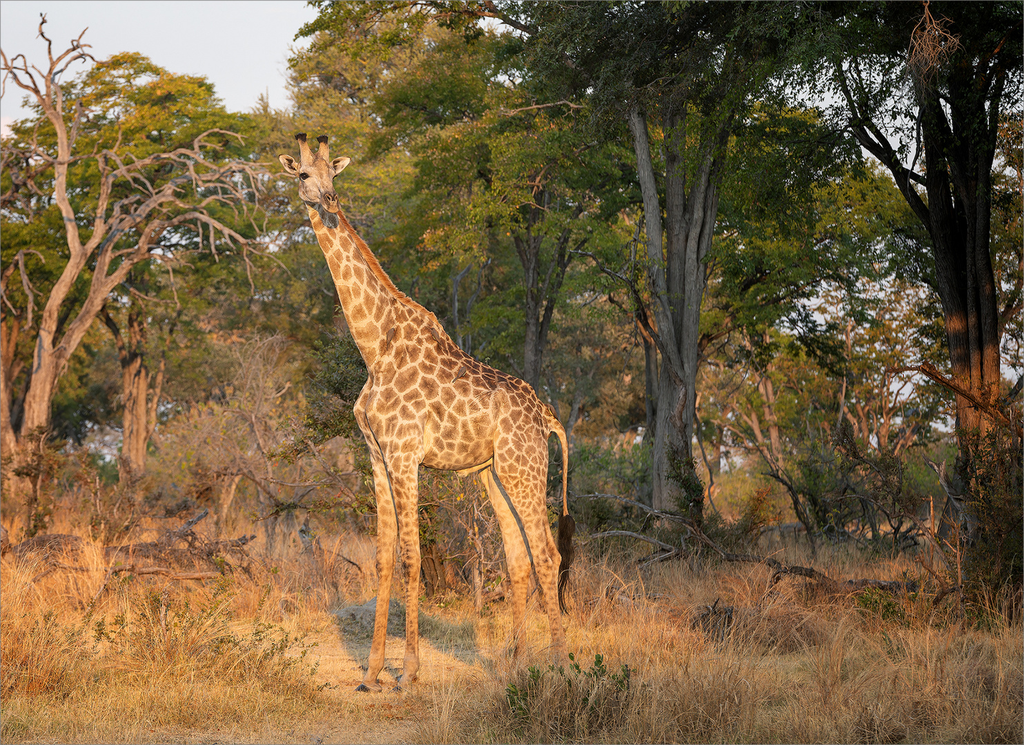 mein Lieblingstier Foto & Bild | world, natur, afrika Bilder auf fotocommunity