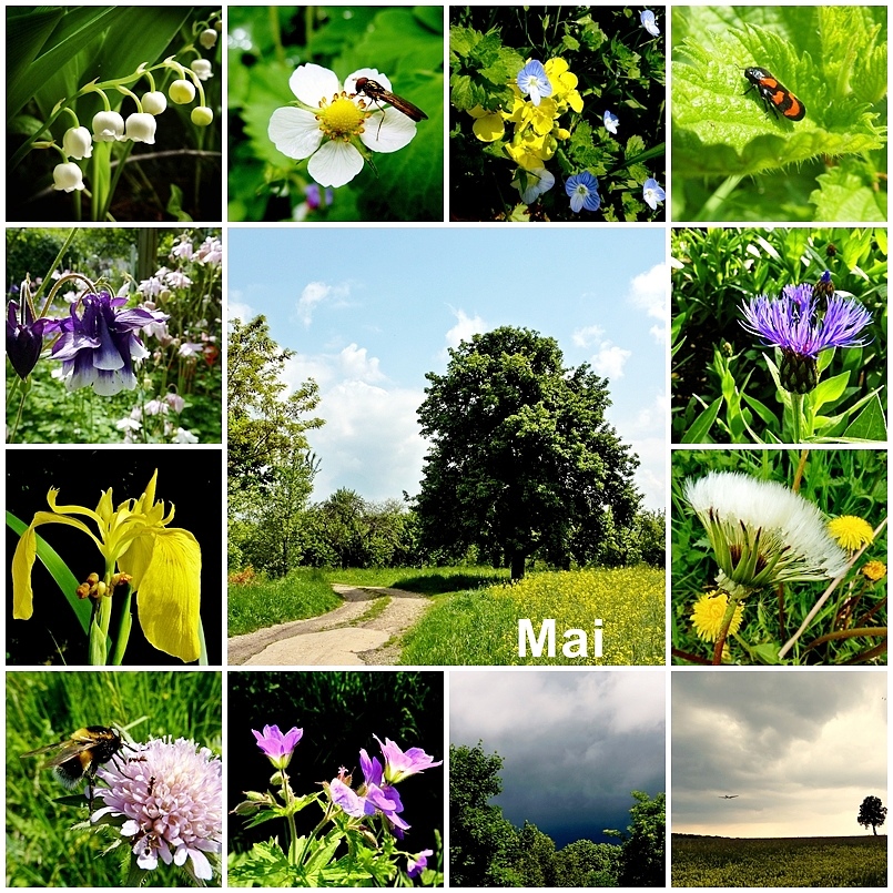 Mein Mai Foto & Bild | jahreszeiten, frühling, collagen+kalender Bilder ...