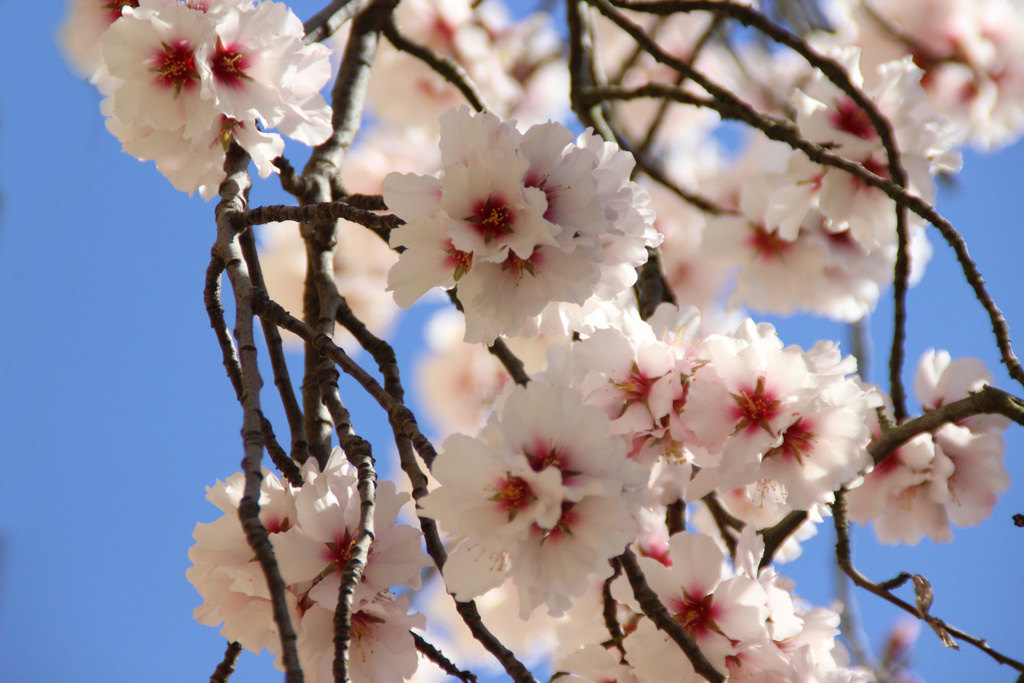 Mein Mandelbaum Foto & Bild | pflanzen, samen, bäume, natur Bilder auf ...