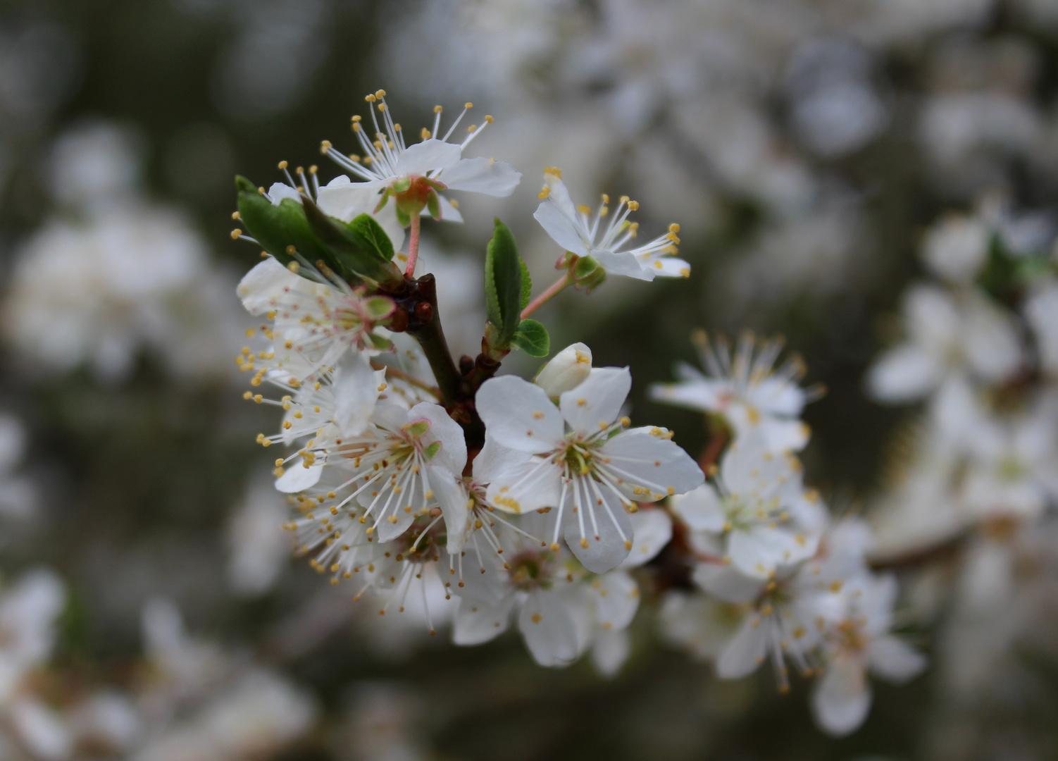 mein Mirabellenbaum ... Foto & Bild | bäume, baum, natur Bilder auf ...