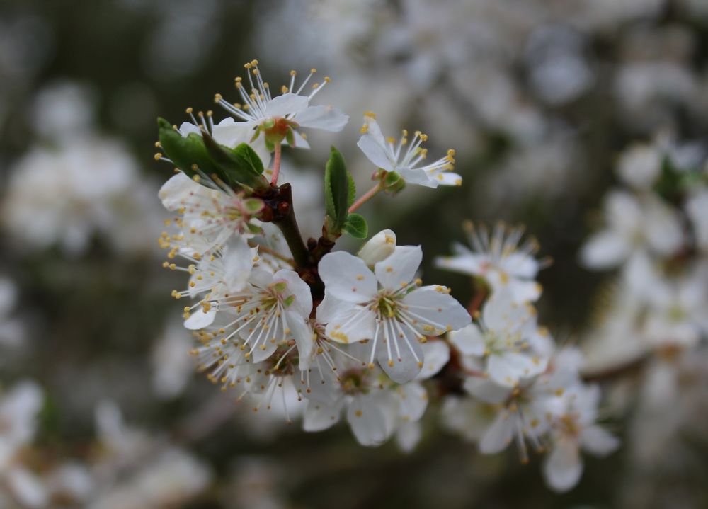 mein Mirabellenbaum ... Foto & Bild | bäume, baum, natur Bilder auf ...