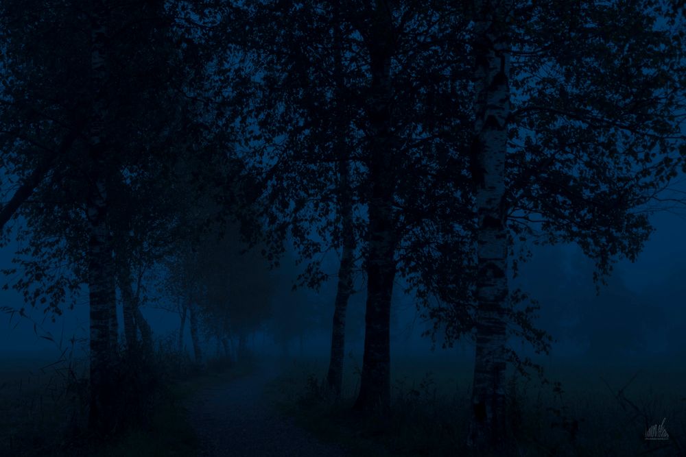 Mein Monochrom-Tag 2 Foto & Bild | landschaft, monochrom, alleen Bilder ...