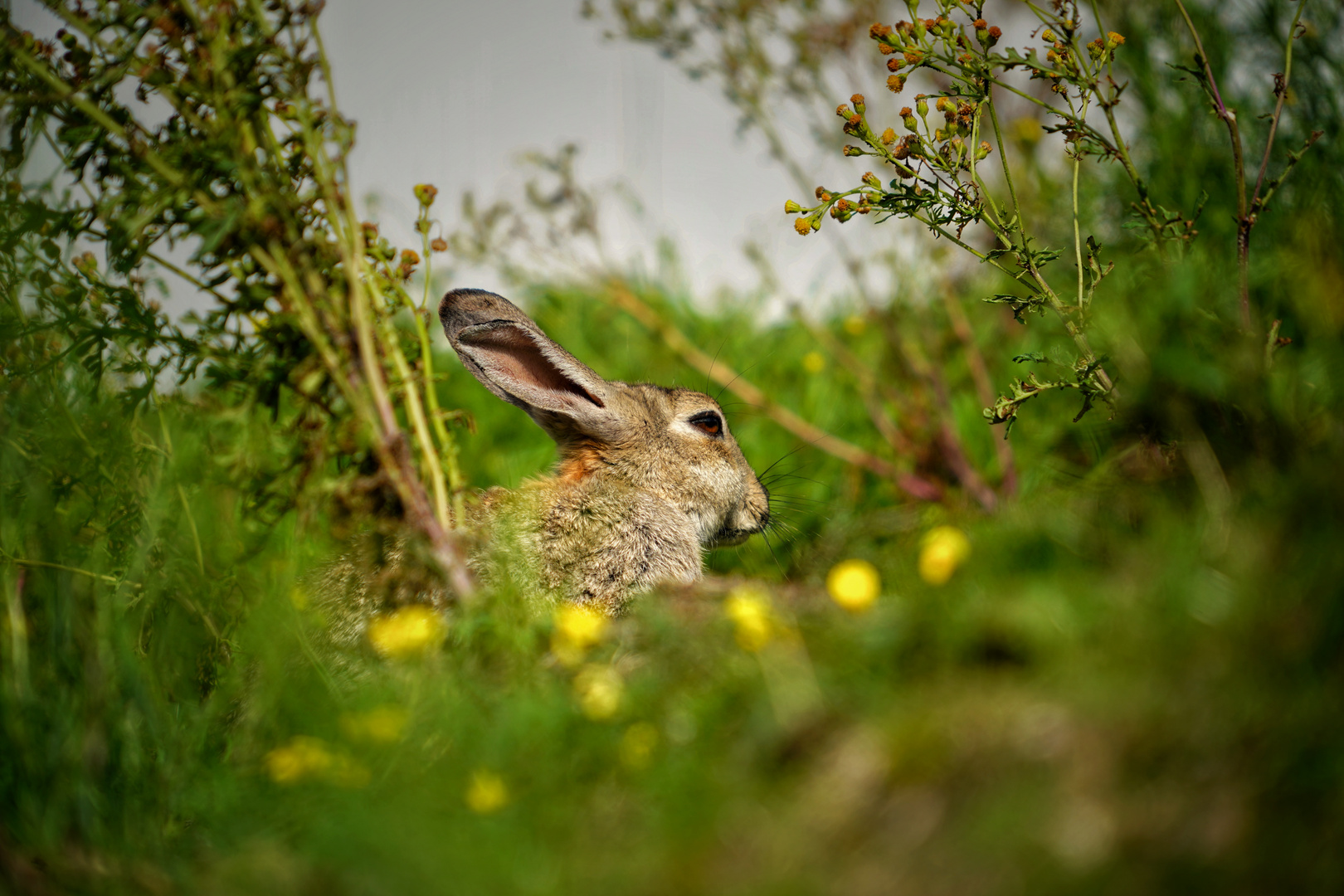Mein Name ist Hase... Foto & Bild | tiere, wildlife, säugetiere Bilder ...