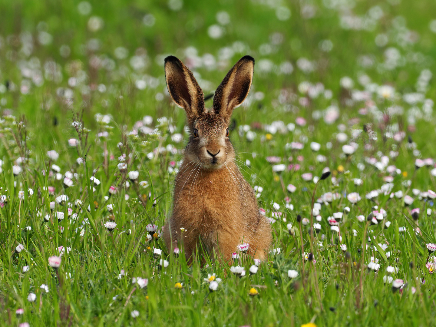 Mein Name ist Hase, James Hase Foto & Bild | hase, natur, tiere Bilder ...