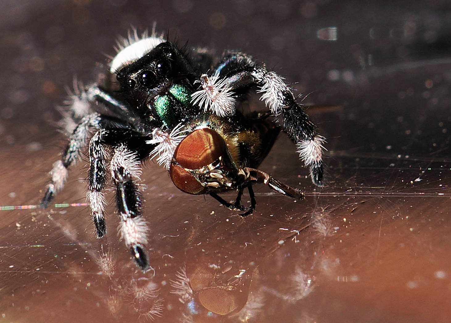 Mein neues Haustier.. das ist Chucky die Springspinne … Foto & Bild ... Mein neues Haustier.. das ist Chucky die Springspinne … Foto & Bild ...