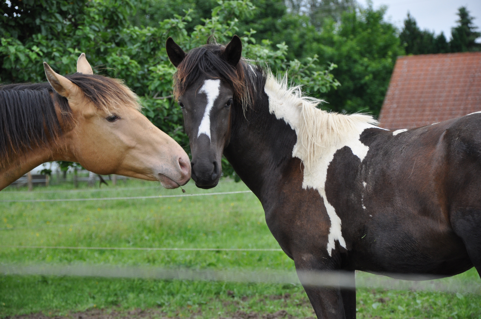Mein Pferd Magic Maverick (der Schecke) Foto & Bild | tiere, haustiere ...